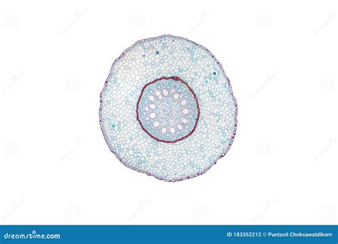 Monocot Root Cross Section Slide View Under Microscope For Botany
