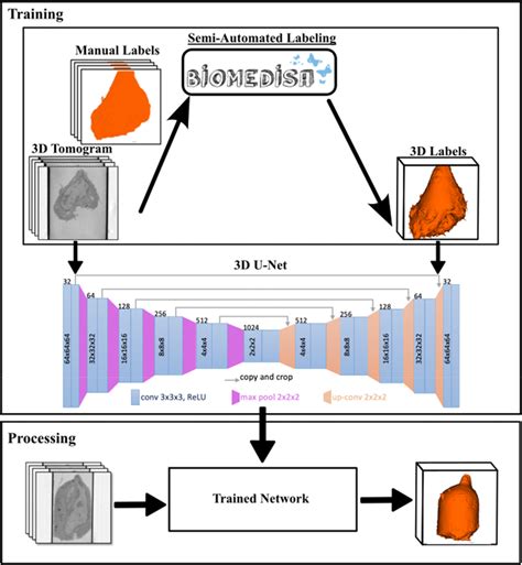 Automated Cytoplasm Segmentation Workflow With Semi Automated Labeling