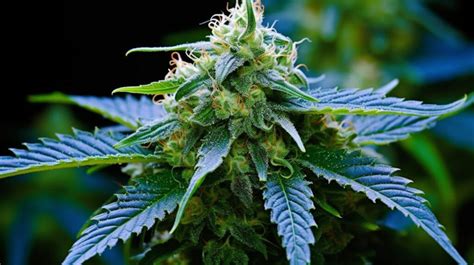 Blue Raspberry Strain Information And Effects