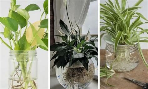 گیاهان زینتی در آب ویاره اینا خاکه ببینن بالا میارن بهتر چیه هزارتا