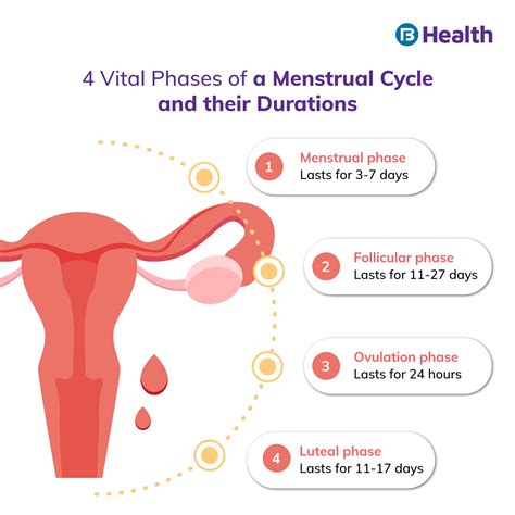 Ovulation Process