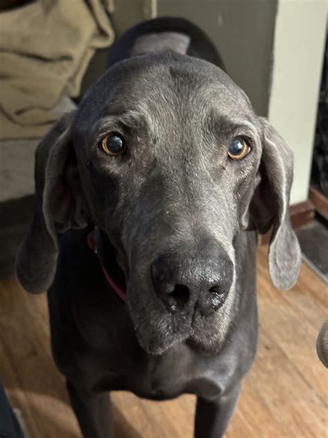 Wally Great Lakes Weimaraner Rescue