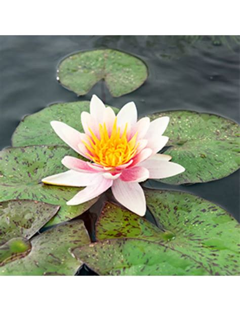 Moerings Nymphaea Comanche