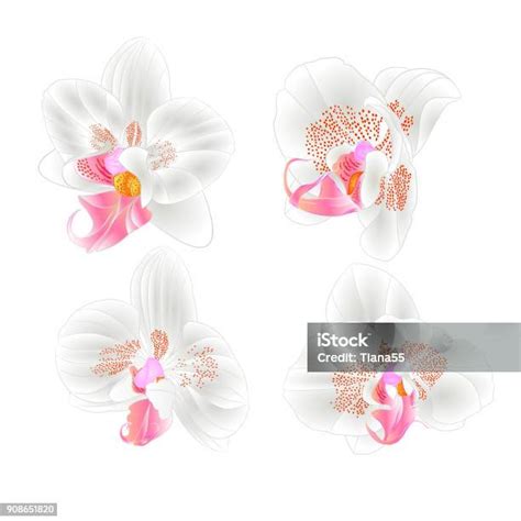 난초 Phalaenopsis 근접 촬영 화이트 흰색 배경에 고립 된 아름 다운 꽃 3 빈티지 벡터 일러스트 레이 션을 설정 편집 0명에 대한 스톡 벡터 아트 및 기타 이미지