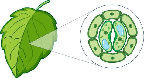 Plant Cell Drawing Vector Images Over 940