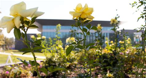 Download Spring Zoom Background