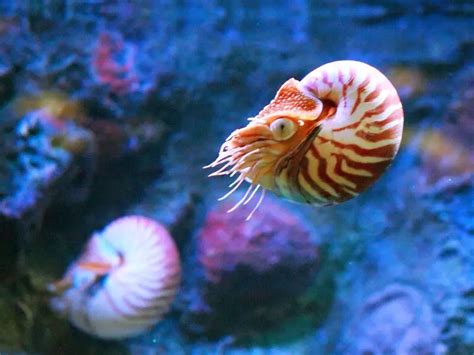 Chambered Nautilus Facts Diet Habitat And Pictures On Animaliabio