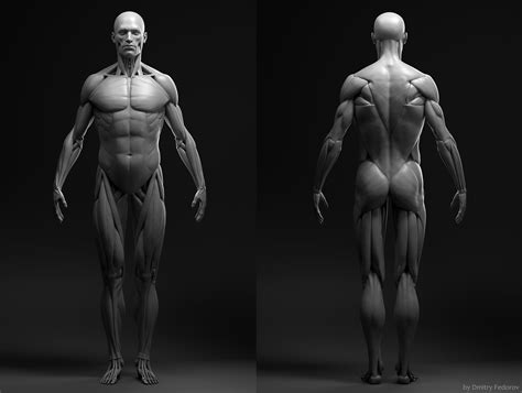 3d anatomy model