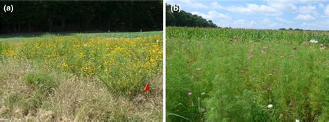 Examples Of Experimental Plantings At Site B With A Native And B