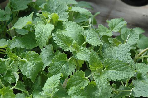 Catnip Buchanan S Native Plants