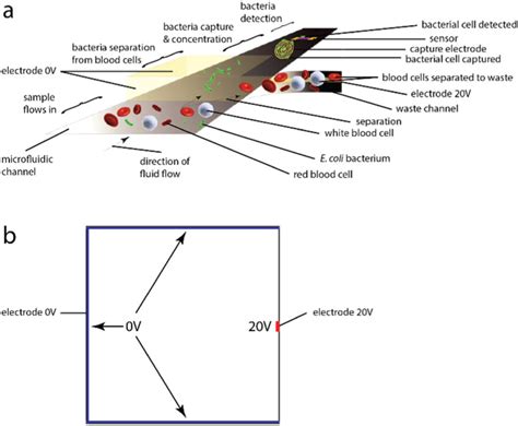 An Overview Of The Sample Processing Up To Analyte Detection Top