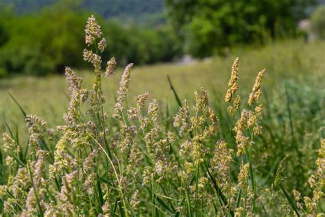 970 Cocksfoot Grass Foto Stok Potret And Gambar Bebas Royalti Istock
