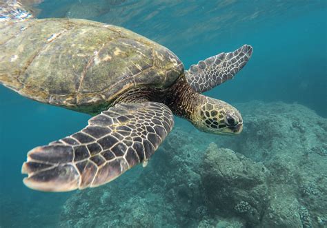 Free Fotobanka Moře Voda Oceán Zvíře Zvěř A Rostlinstvo Podvodní