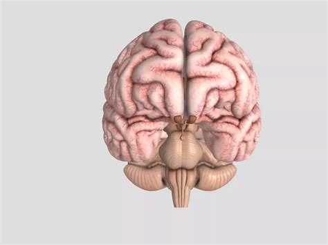 Brainsteam Stroke By Sunil Kumar Daha Ppt