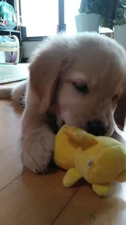 귀여운 골든 리트리버 새끼 Youtube