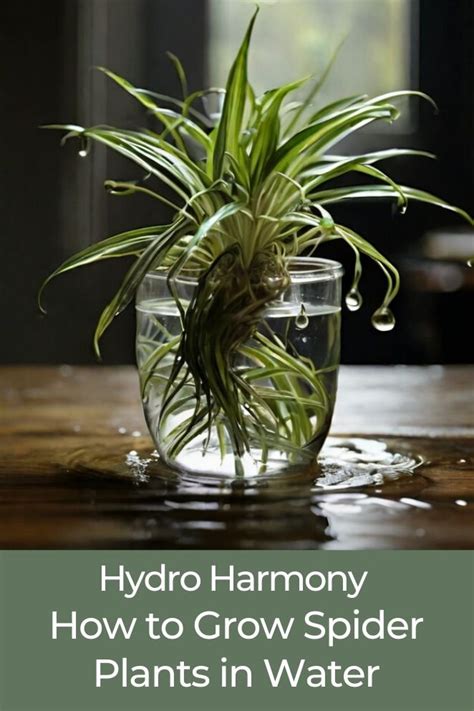 Hydro Harmony A Guide On How To Grow Spider Plants In Water