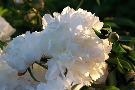 Пион Сара Бернар (Sarah Bernhardt) - чудесный старинный сорт