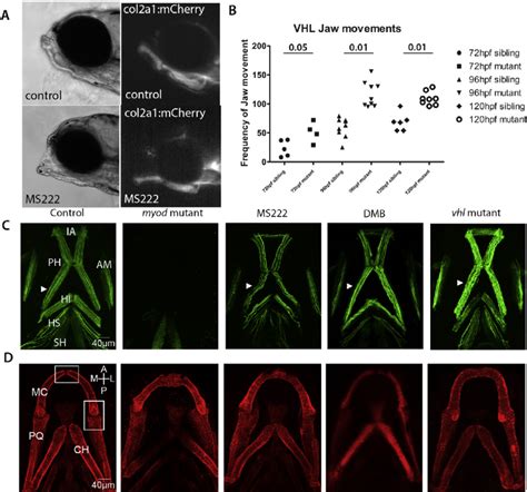 Alterations To Movement Influence Craniofacial Skeleton Development A