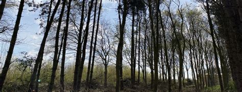 Demystifying Tree Preservation Orders Tpos And Conservation Areas In England A Guide For Tree