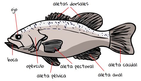 Partes De Un Pez ¿qué Pasa Ahí Fuera