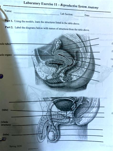 solved laboratory exercise 11 reproductive system anatomy name lab