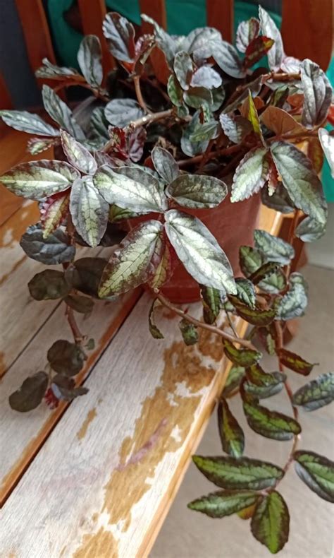 Trailing Watermelon Begonia Pellionia Repens Furniture And Home Living Gardening Plants