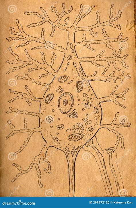 Ink Pen Illustration On Aged Paper Depicting Motor Neuron Structure