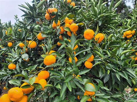 맛술싸 여행 제주도 귤밭 76번지 귤 따기 체험 Daum 카페 맛술싸 여행 제주도 귤밭 76번지 귤 따기 체험 Daum 카페