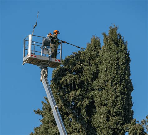 Professional Tree Trimming Conner Tree Service