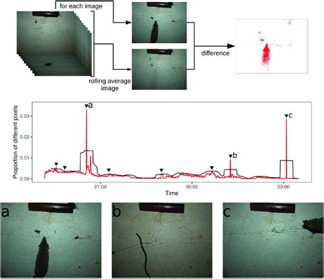 Example Of Predator Detection With A 1000 Image Sequence In Our