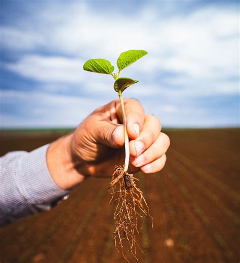 Brazil Defines Guidelines For Certifying Low Carbon Soybean Brazilian Farmers