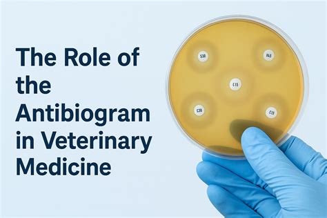Antibiogram In Veterinary Medicine Guide And Importance
