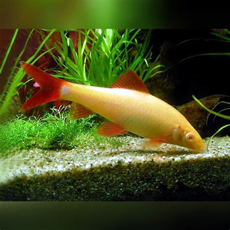 Albino Rainbow Shark Epalzeorhynchos Frenatum
