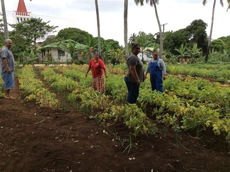 Murdocks In Tonga Start Of Harvest In Veitongo