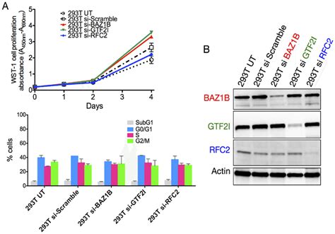 A Cell Proliferation Assay And Cell Cycle Analysis Of The 293t Cells