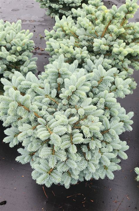 Picea Pungens Glauca Globosa Dwarf Globe Blue Spruce Diggin It Nursery