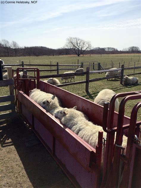 Sheep In Chute Watermarked Nantucket Conservation Foundation