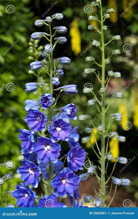 Growing Delphinium Stock Image Image Of Line Sunshine 2683061