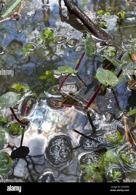 Floating Marsh Pennywort Hydrocotyle Ranunculoides Stock Photo Alamy