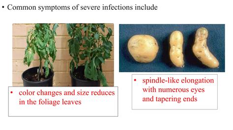 Viroid Diseases Potato Spindle Tuber Viroid Diseasecoconut Cadang