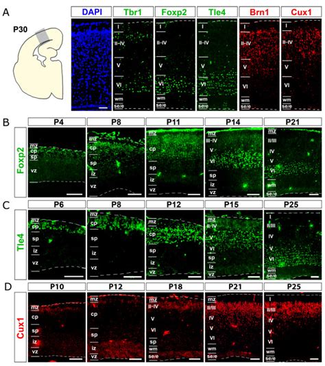Expression Profiles Of Layer Specific Markers In The Opossum Neocortex