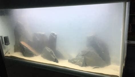 Why Fish Tank Gets Cloudy