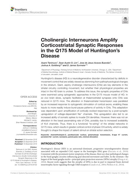 Pdf Cholinergic Interneurons Amplify Corticostriatal Synaptic