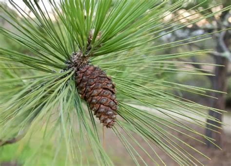 23 Types Of Pine Cones With Pictures And Identification