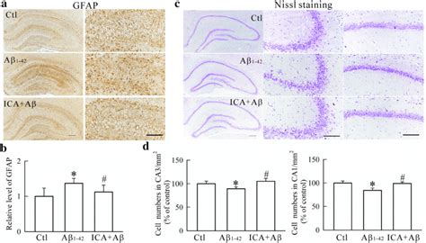 Ica Reduces Astroglial Reaction And Rescues Cell Loss In Hippocampus Of