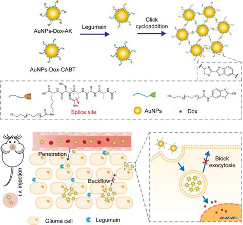 Enzyme Responsive Nanoparticles For Anti Tumor Drug Delivery Pmc