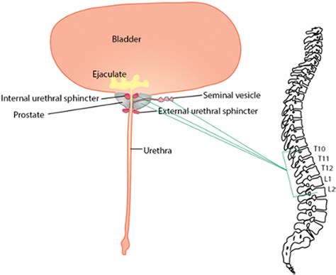 Complications Of Lumbar Sympathetic Block Anesthesia Key