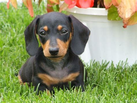 Wiener Dog Wallpapers Wallpaper Cave