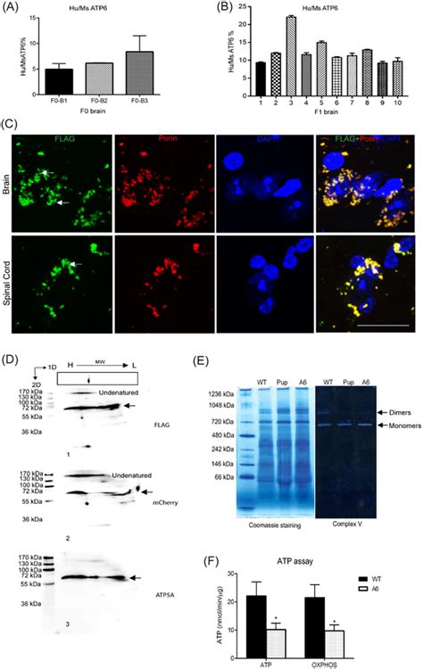 Reduction Of Complex V Activity And Adenosine Triphosphate Atp Download Scientific Diagram