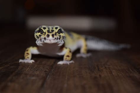 Do Leopard Geckos Need A Heat Lamp? Why This Is Important! - Reptile Craze